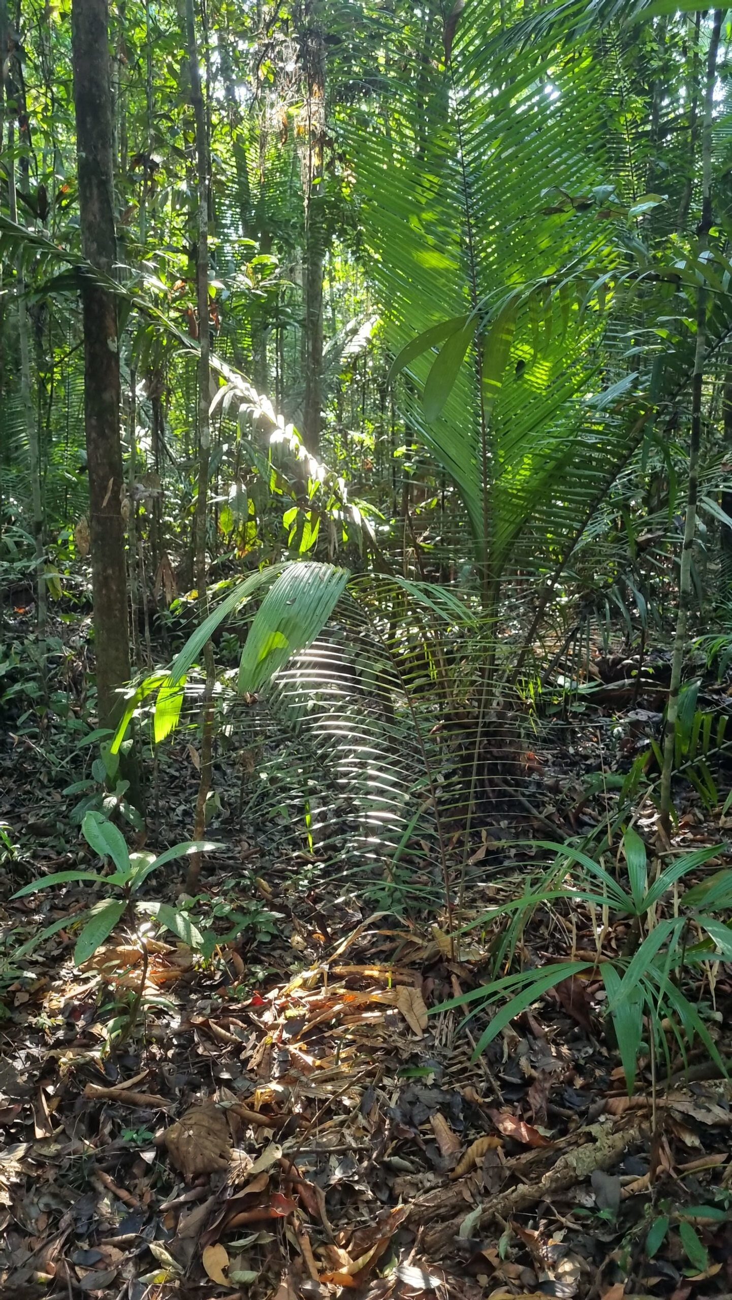 Campos Amazônicos: o parque do Cerrado na Amazônia - Entre Parques BR